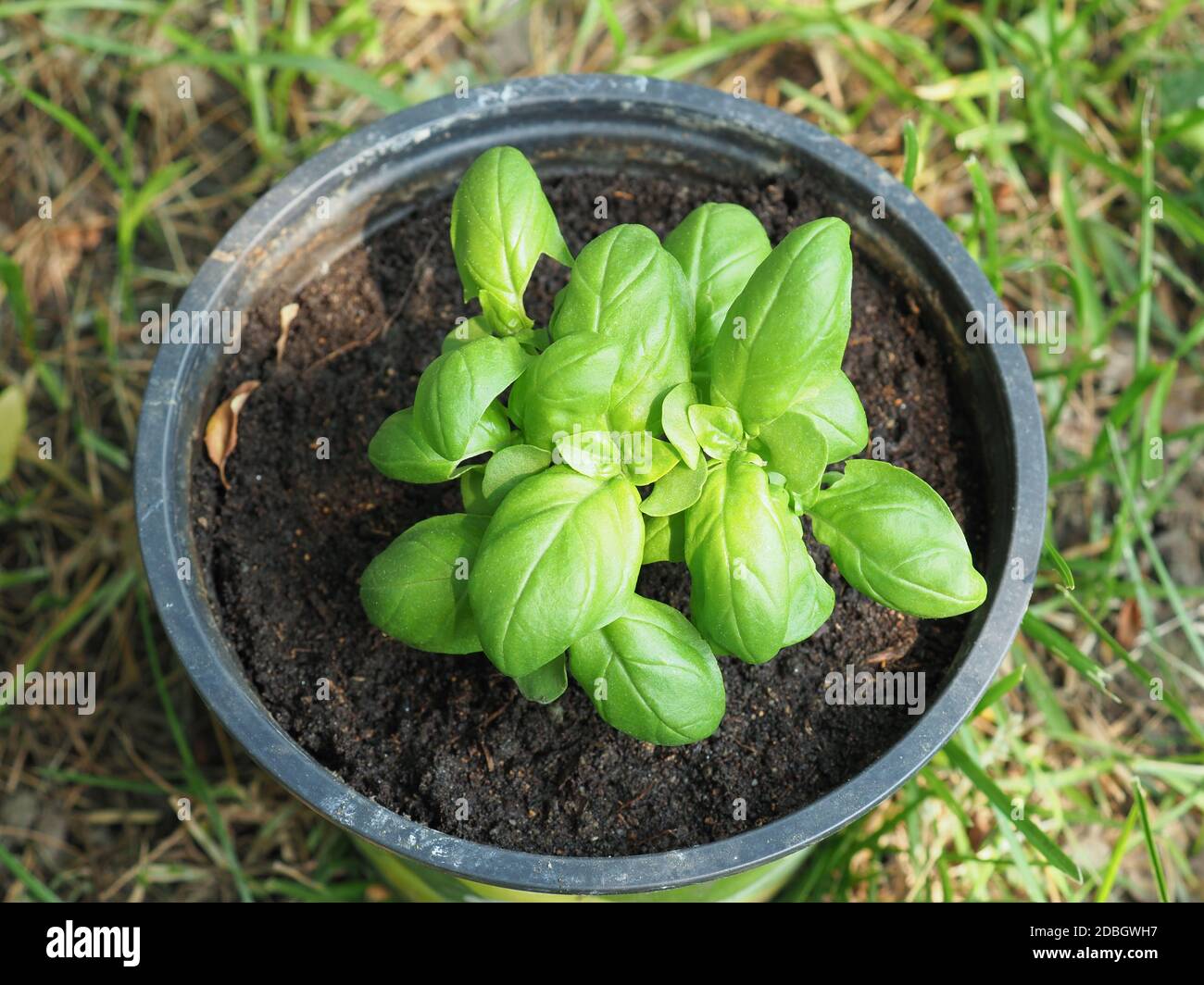 basil (scientific name Ocimum basilicum) aka Thai basil or sweet basil ...