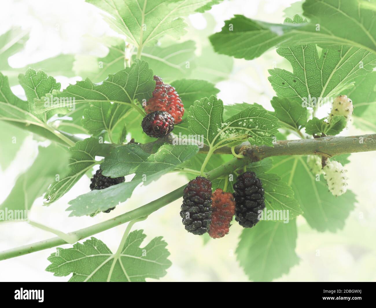 white mulberry tree (scientific name Morus alba Stock Photo - Alamy