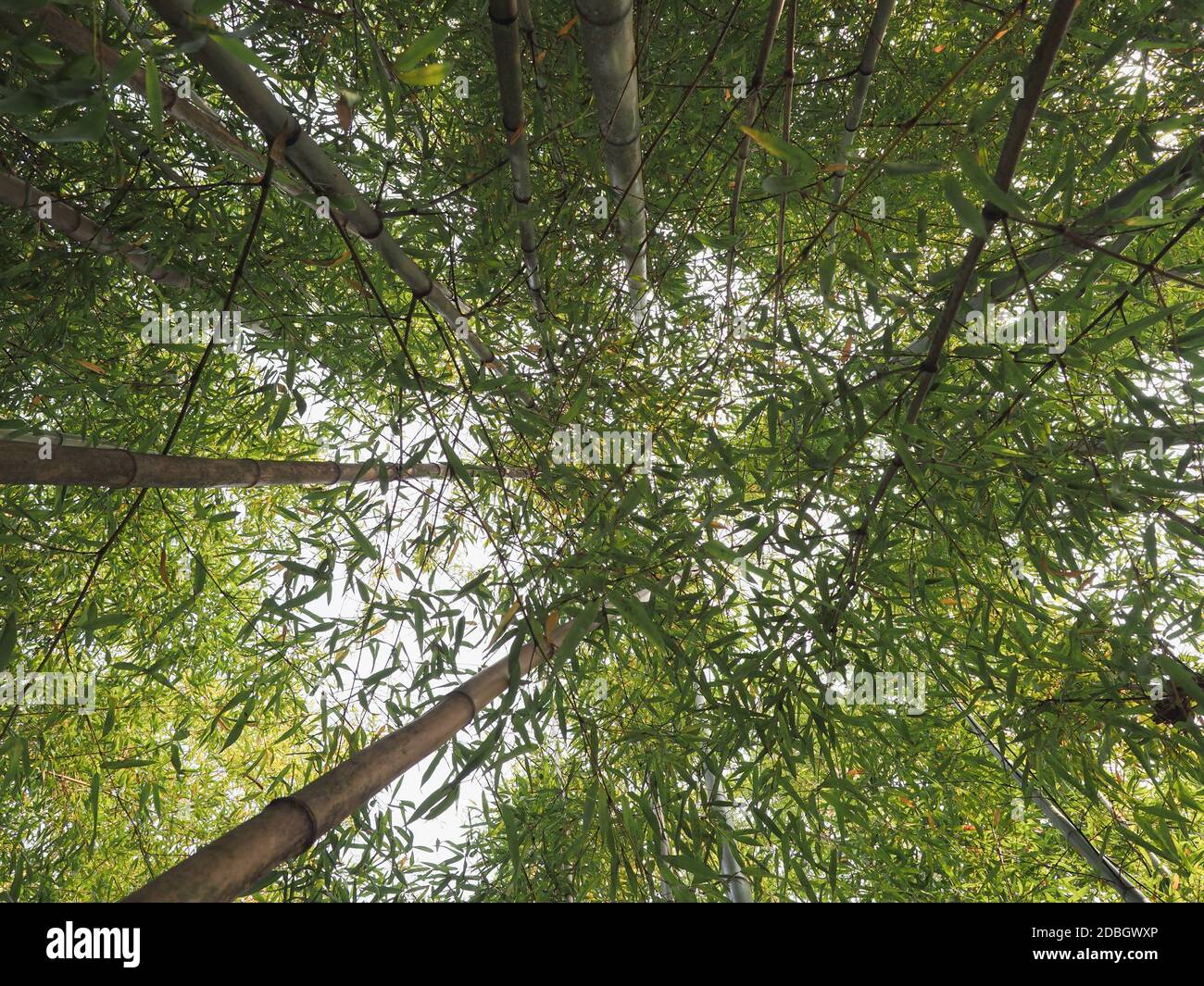 bamboo tree (scientific classification Bambusoideae) useful as a ...