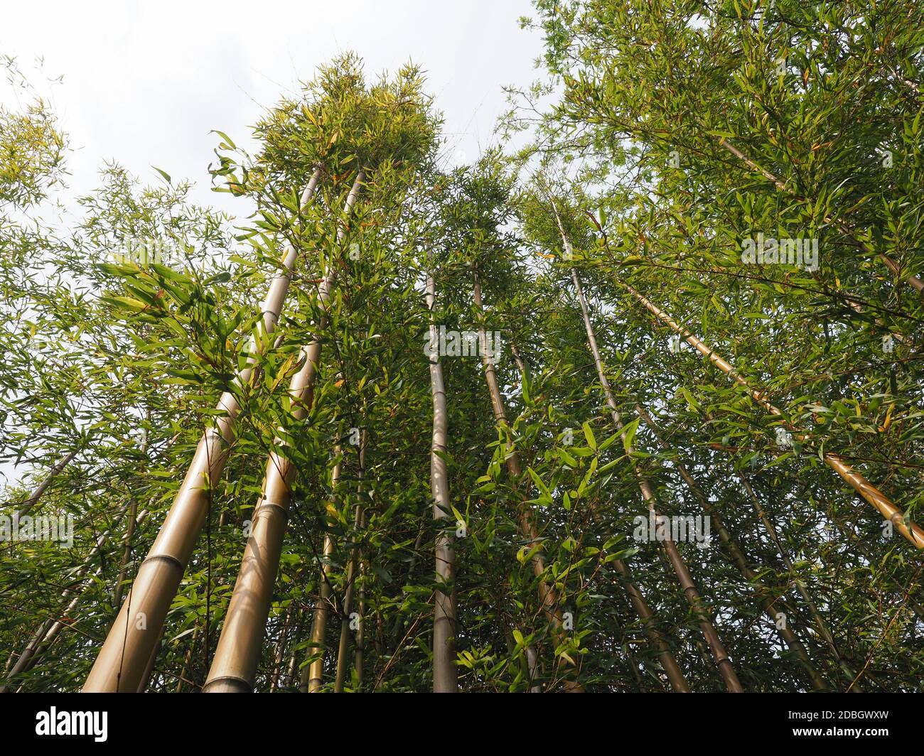 bamboo tree (scientific classification Bambusoideae) useful as a ...