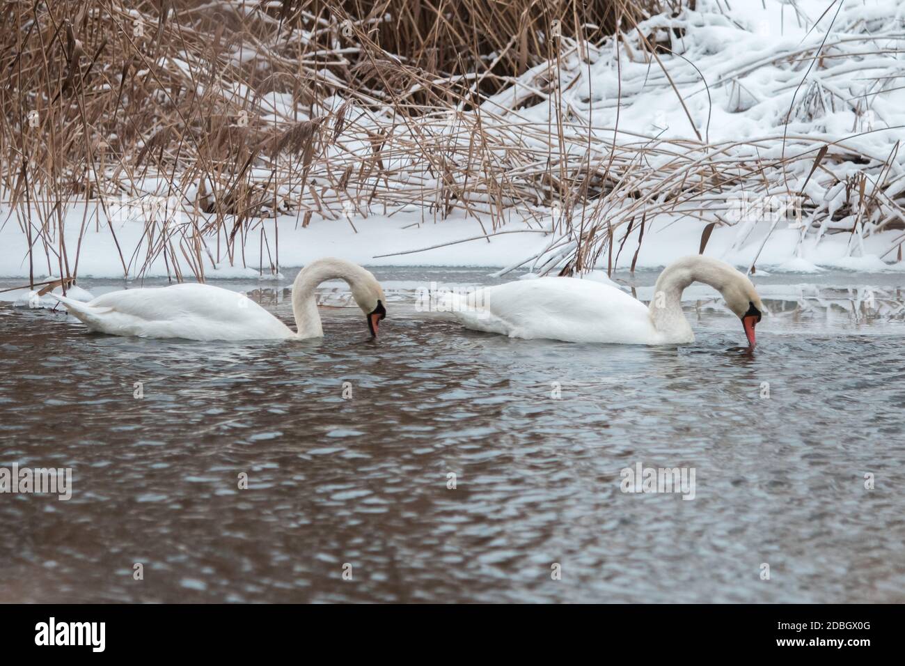 Couple of white swans swimming in cold water in winter time. Overwinter ...