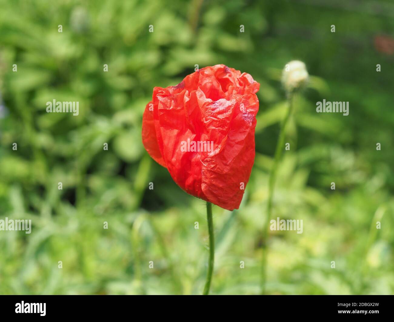 papaver aka poppy plant (scientific classification Papaveraceae) red ...