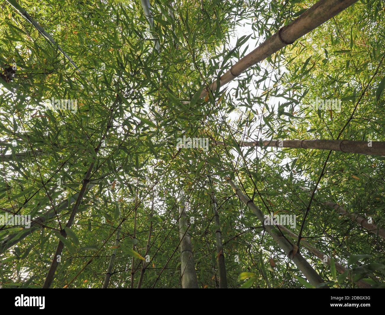 bamboo tree (scientific classification Bambusoideae) useful as a ...