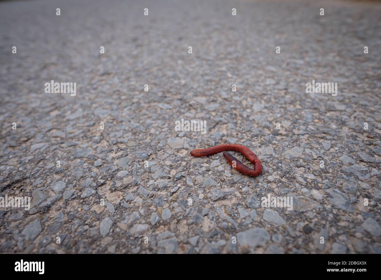 Dead earthworm hi-res stock photography and images - Alamy