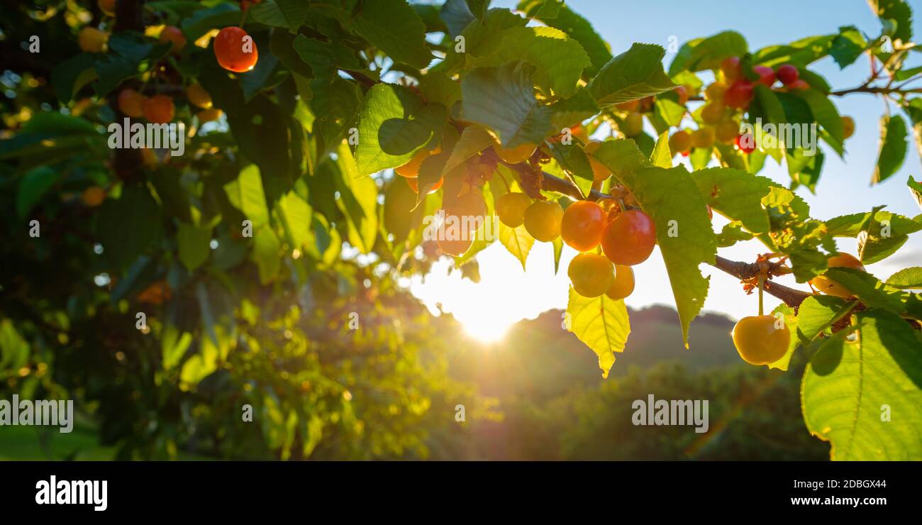 Sweet cheeries in back lit of the sun close-up Stock Photo - Alamy