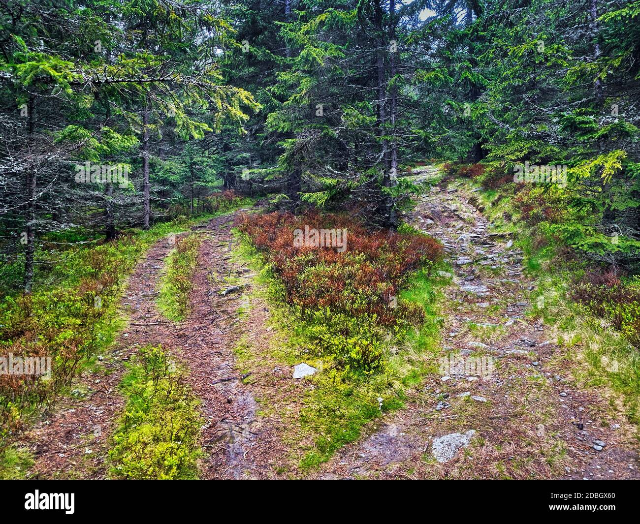 Hiking trail through forest, beautiful nature in woodland Stock Photo ...