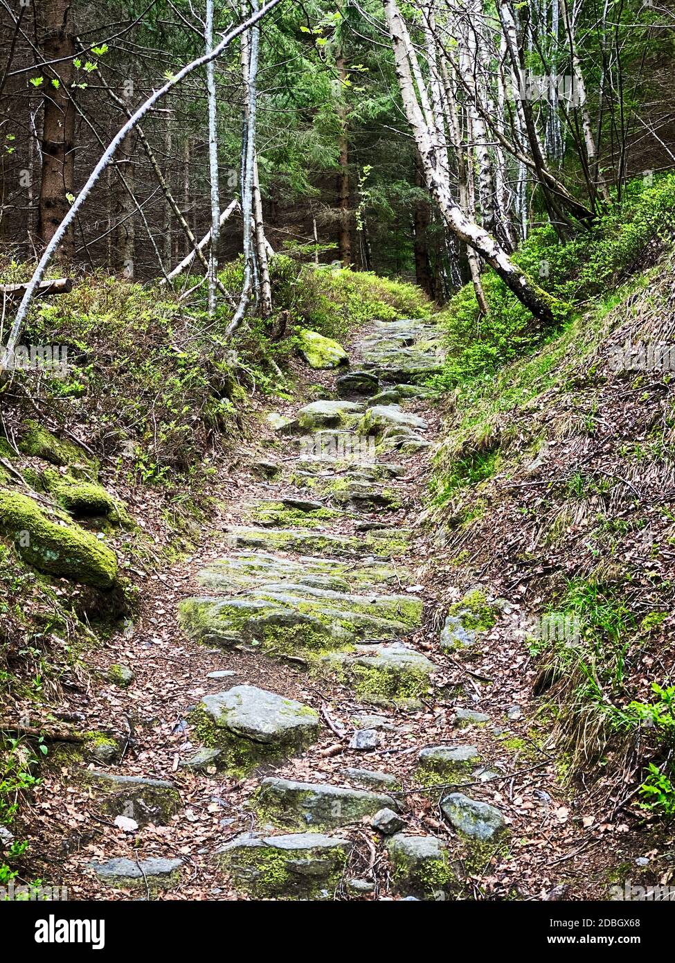 Hiking trail through forest, beautiful nature in woodland Stock Photo ...