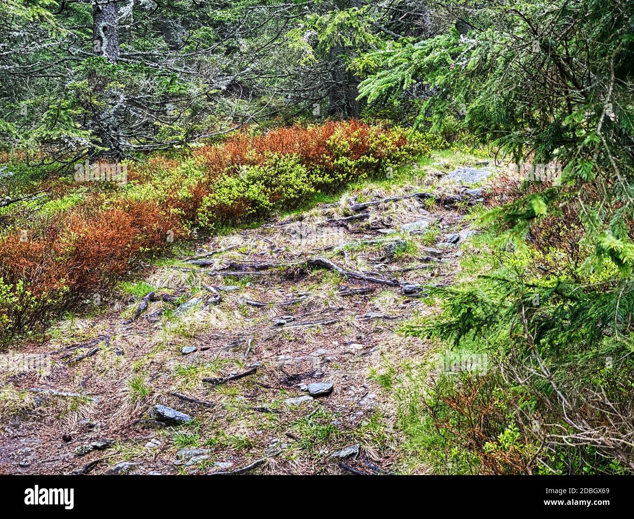 Hiking trail through forest, beautiful nature in woodland Stock Photo ...