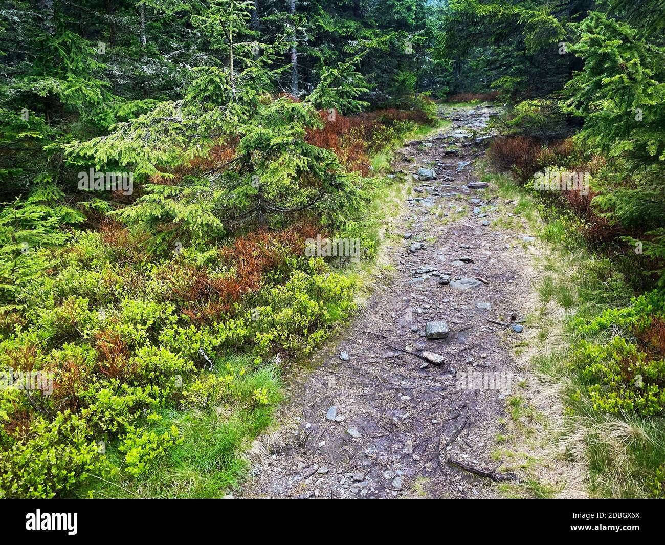 Hiking trail through forest, beautiful nature in woodland Stock Photo ...