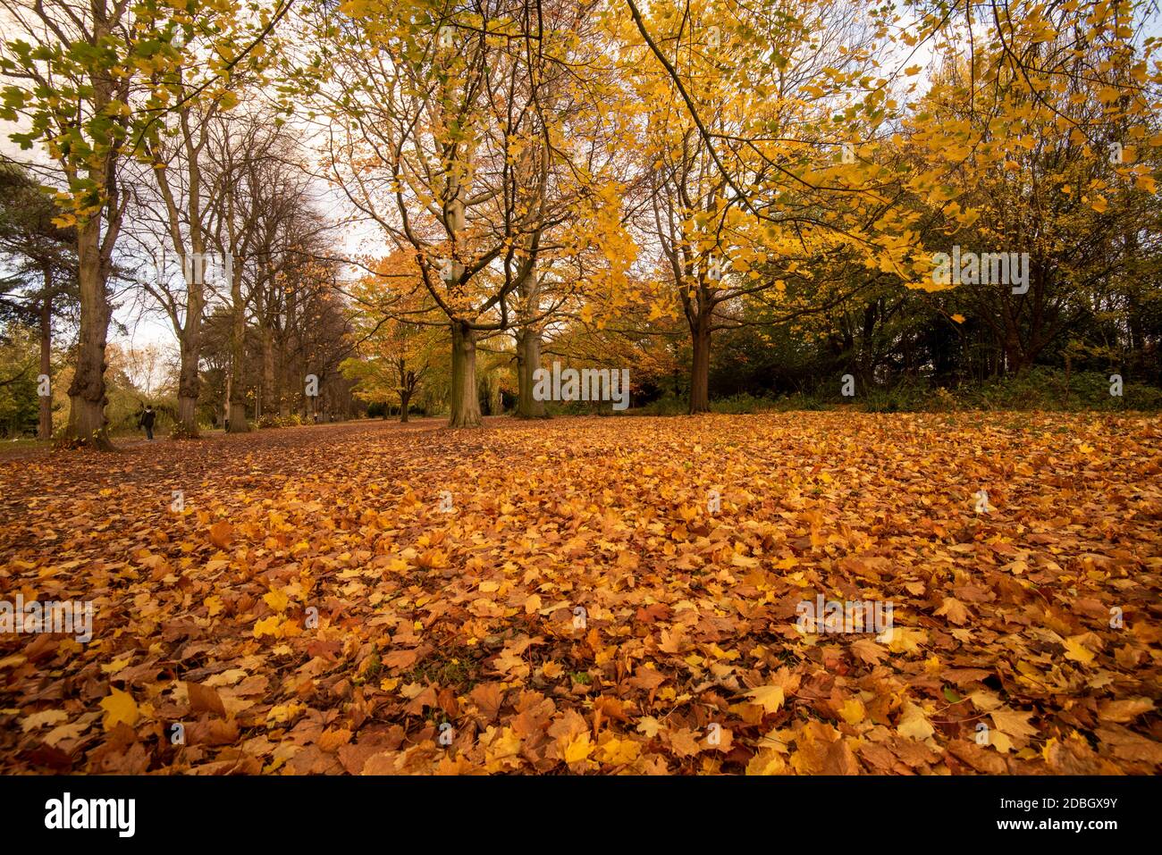 Golden Late Autumn Colours at Highfields University Park in Nottingham ...
