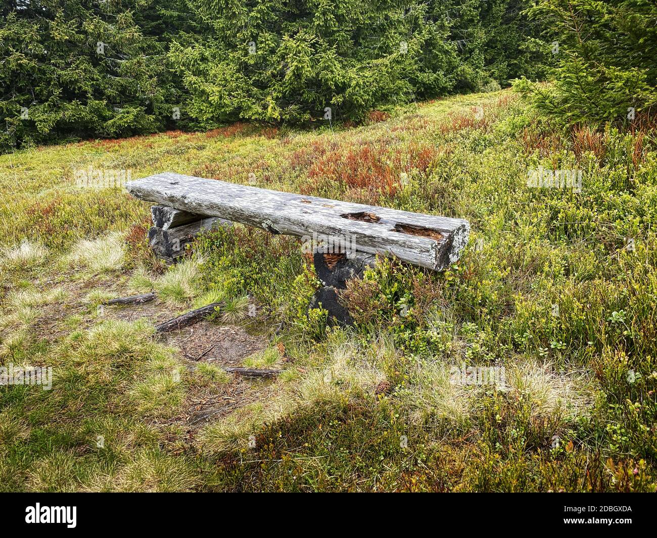Wooden bench in the forest, resting place during the excursion Stock ...
