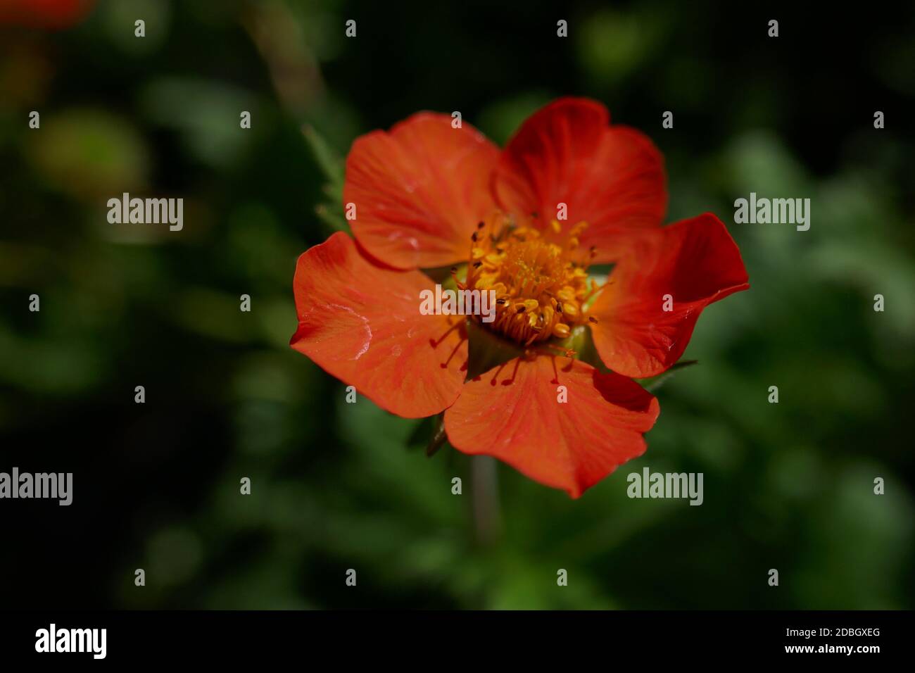 Orange Geum High Resolution Stock Photography and Images - Alamy