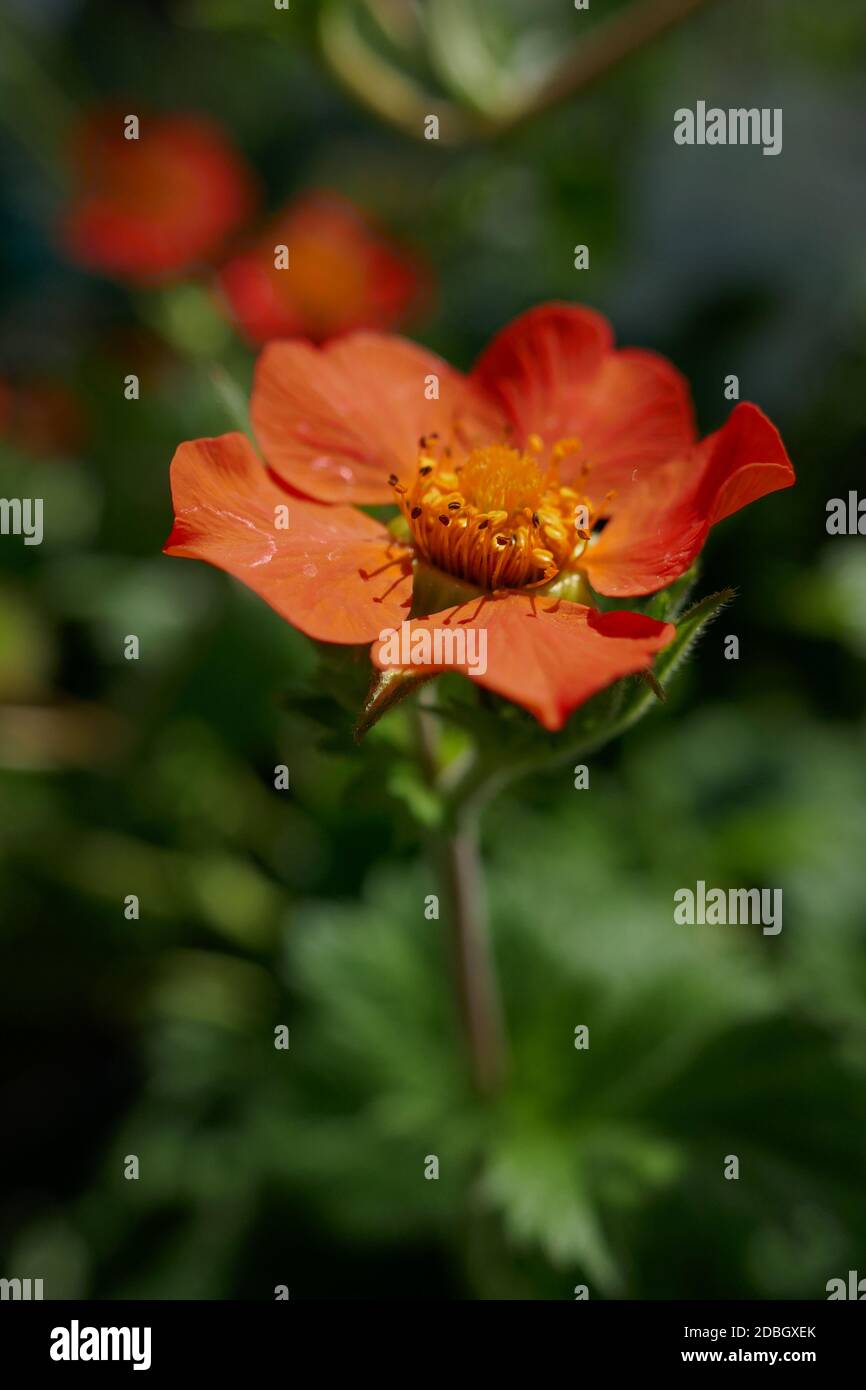 Geum Reptans High Resolution Stock Photography and Images - Alamy