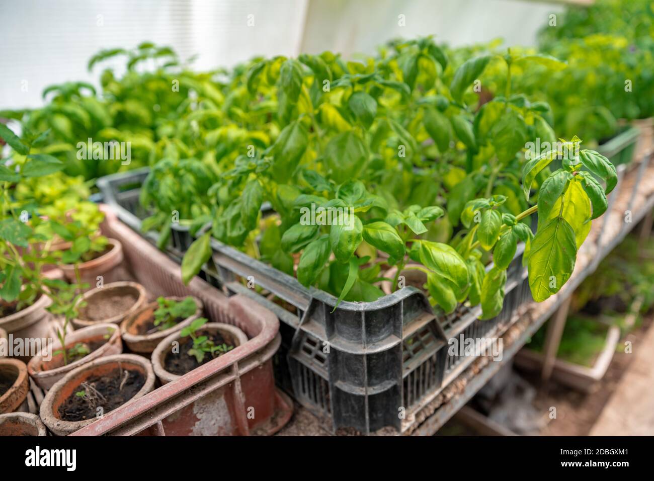basil seedlings in a greenhouse on an organic farm Stock Photo - Alamy
