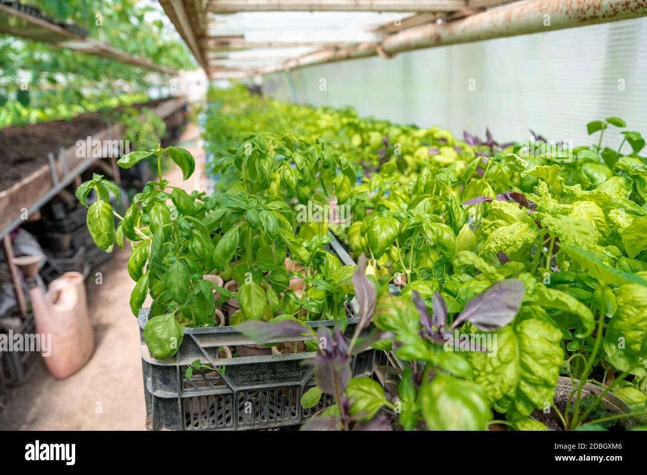basil seedlings in a greenhouse on an organic farm Stock Photo - Alamy