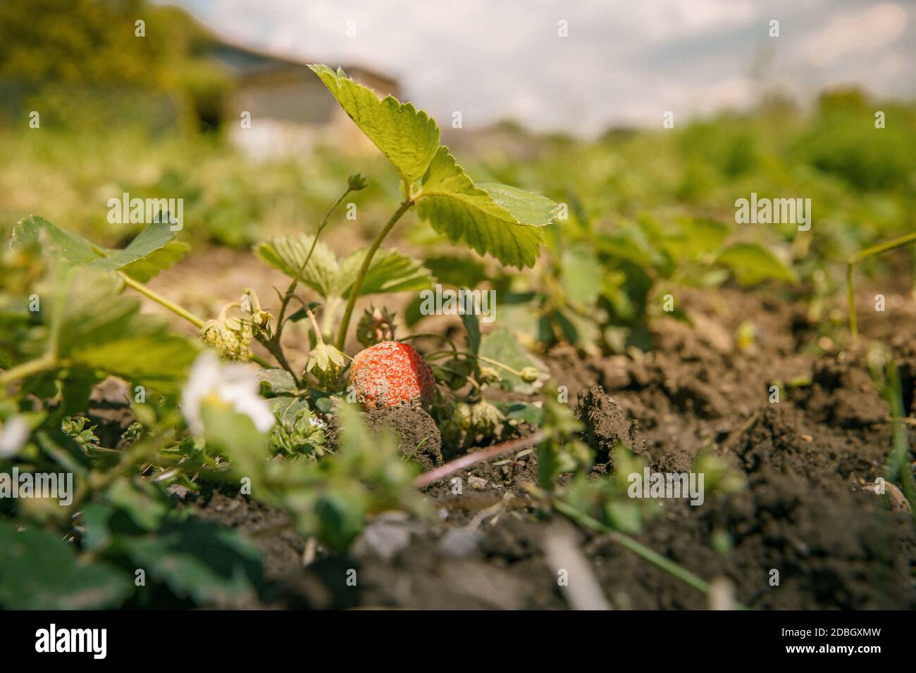 strawberries ripening in the sun in a field on an organic farm, healthy ...