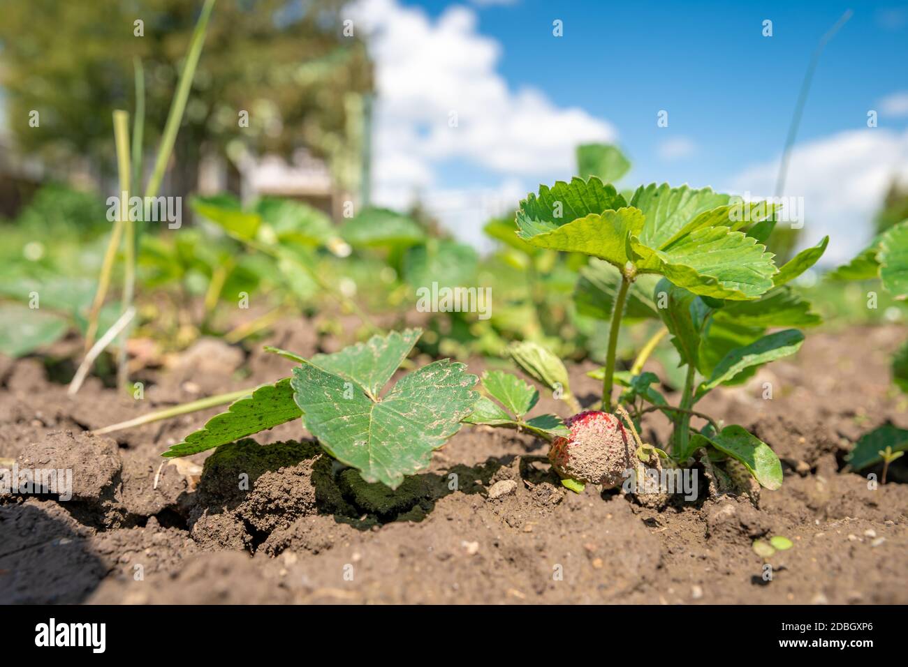 strawberries ripening in the sun in a field on an organic farm, healthy ...