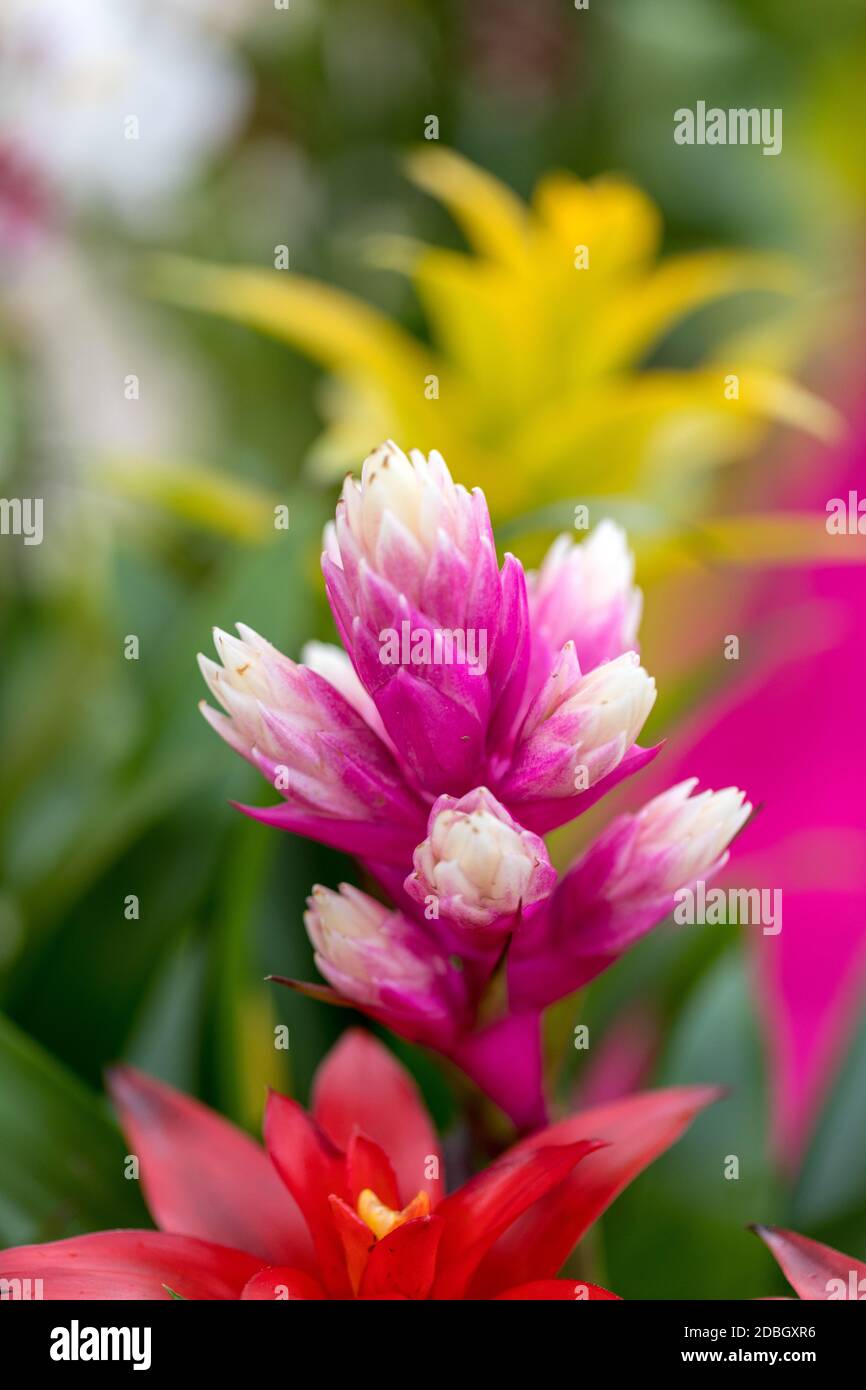 Beautiful guzmania magnifica flower hi-res stock photography and images ...
