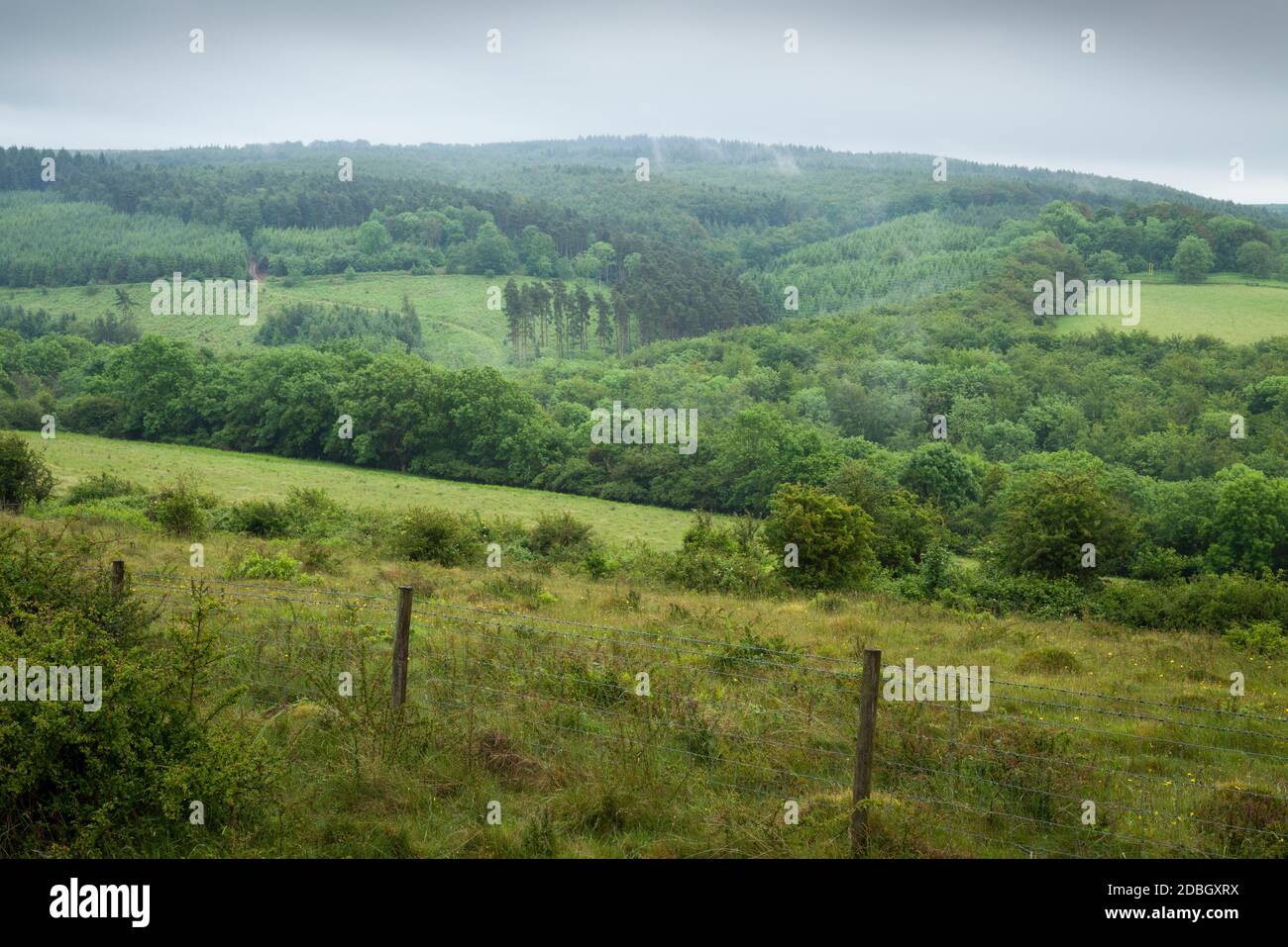 The forest plantation at Rowberrow Warren from Dolebury Warren in the ...