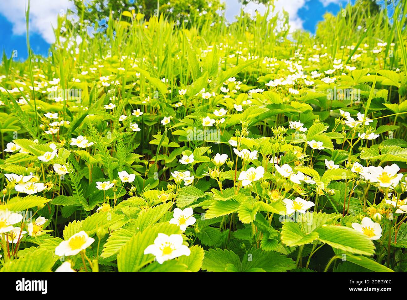 Strawberries blooming strawberry bushes hi-res stock photography and ...