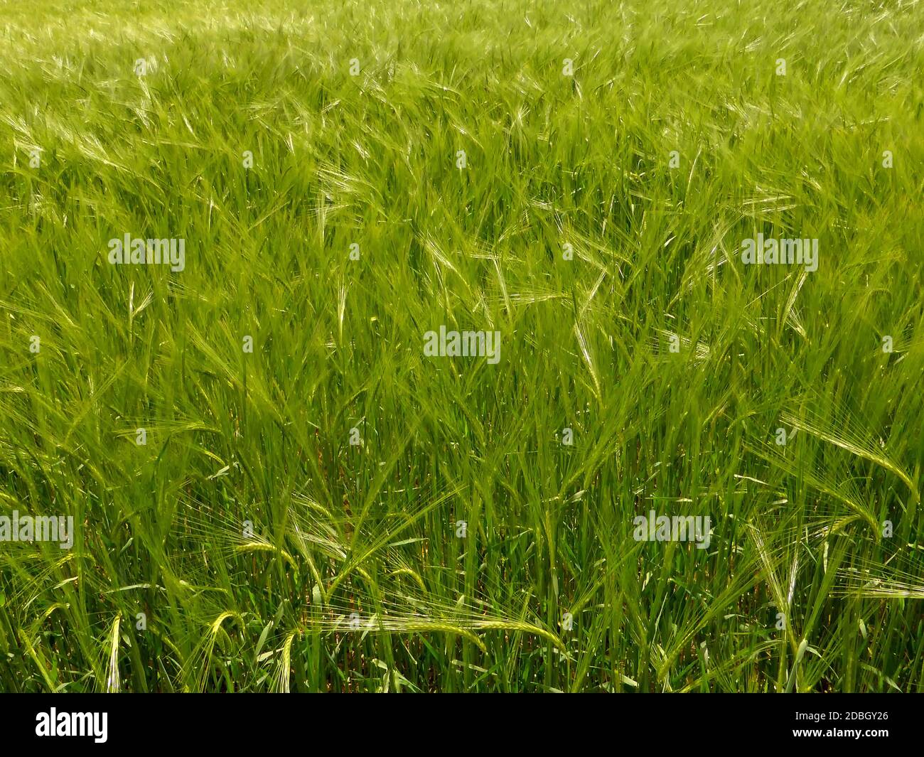 field of wheat in spring in Germany Stock Photo - Alamy
