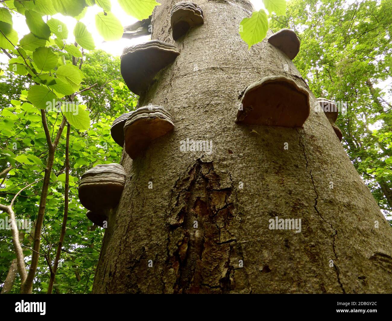 tinder fungus at an old tree in a forest in Germany Stock Photo - Alamy