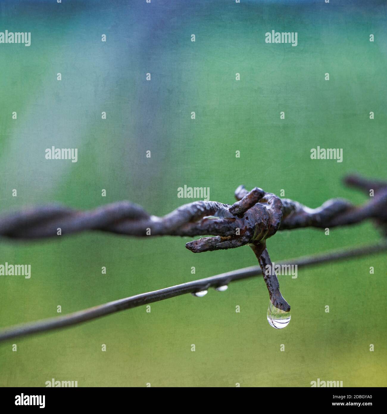 Detail of a rusty barbed wire fence with texture overlay Stock Photo ...