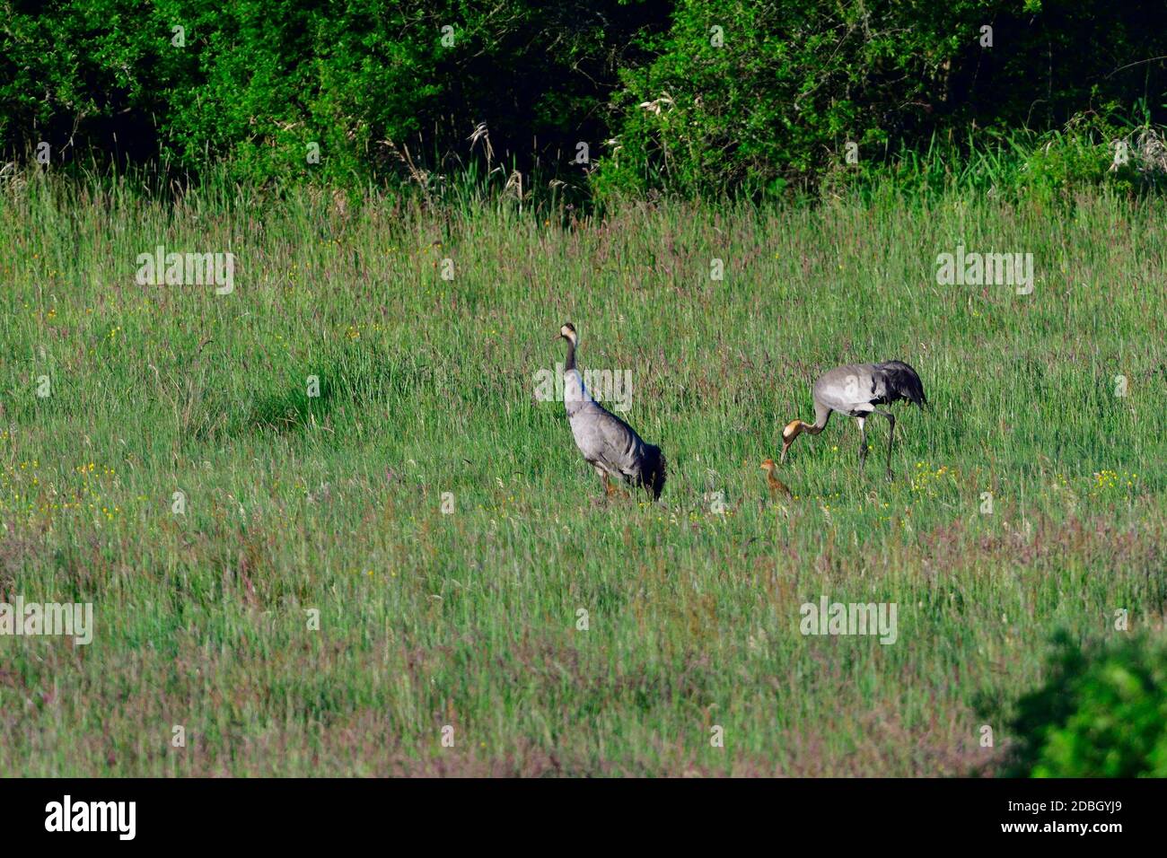 Common crane family in saxon upper lusatia Stock Photo - Alamy