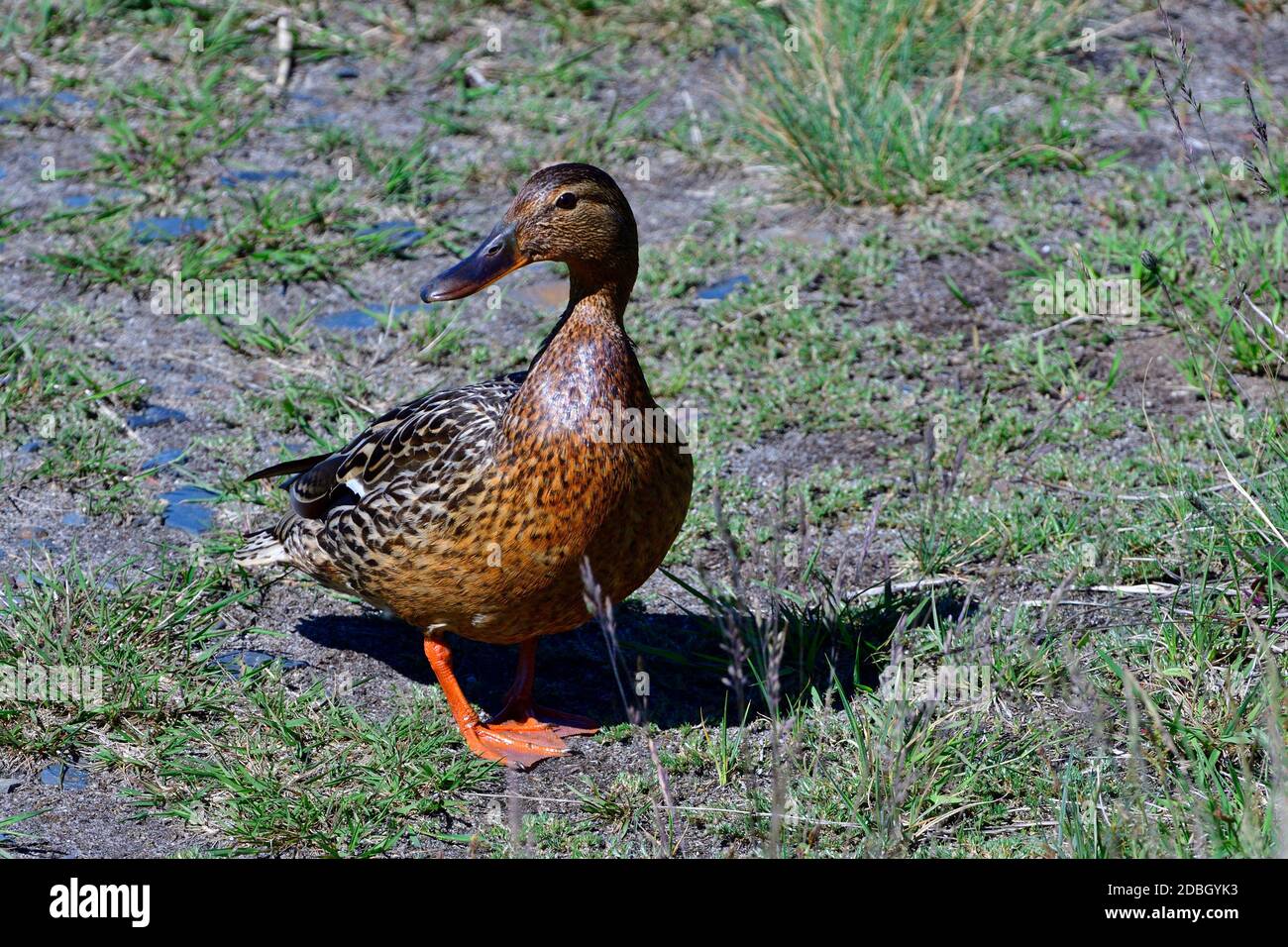 Female mallard resting near a lake Stock Photo - Alamy