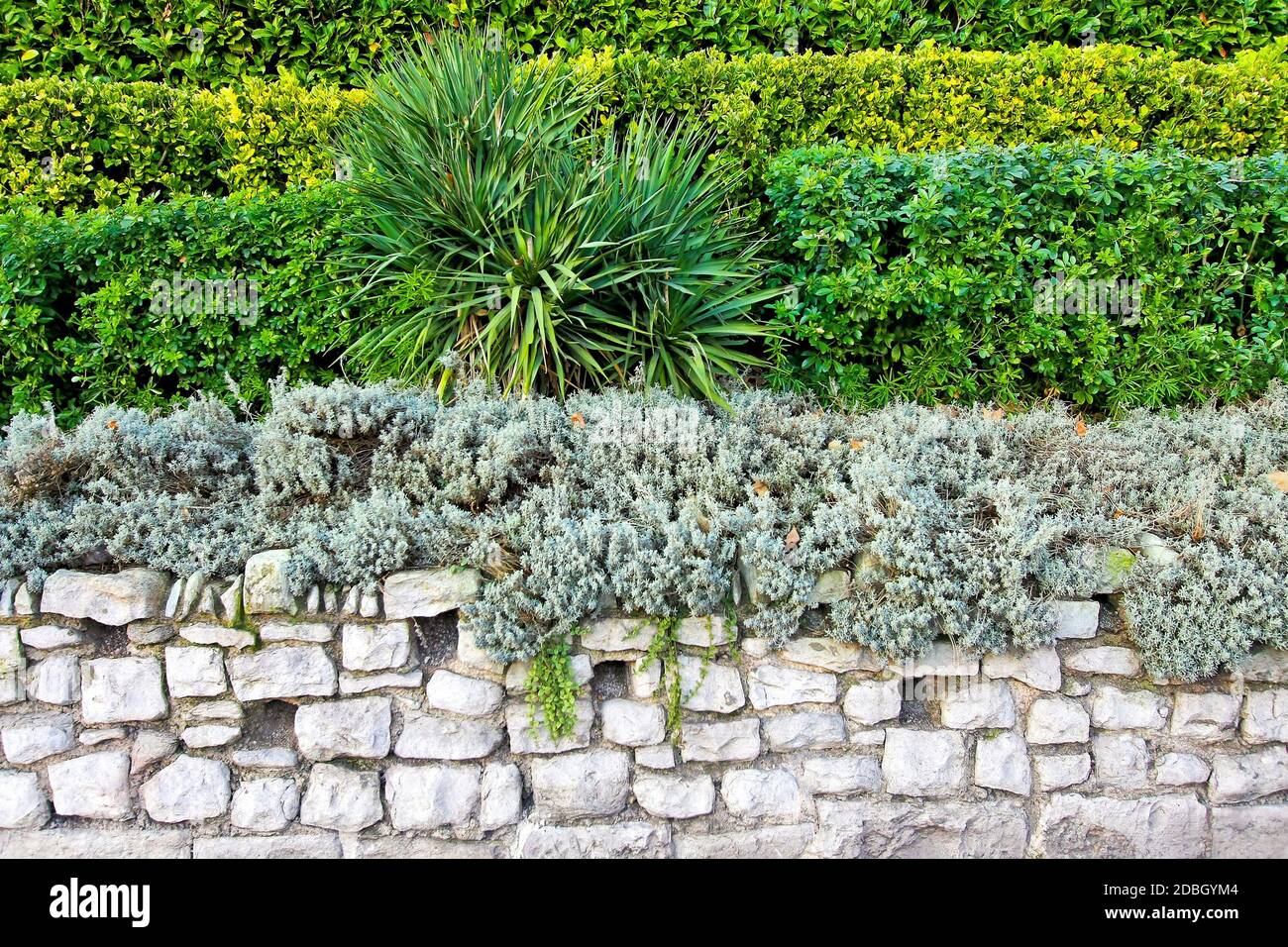 Green park wall with several plant layers Stock Photo - Alamy