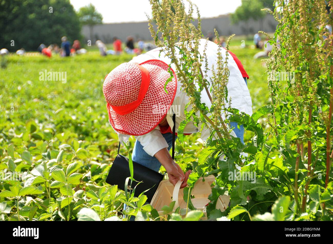 Pick spring hi-res stock photography and images - Alamy