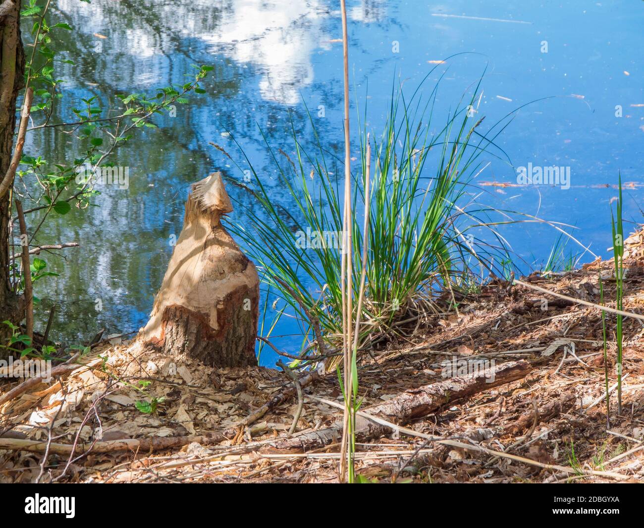 Tree stump fell from beavers on the edge of a small body of water in ...
