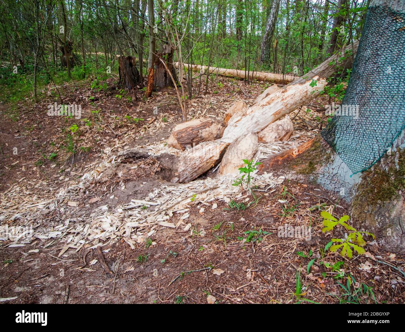 Work like a beaver hi-res stock photography and images - Alamy