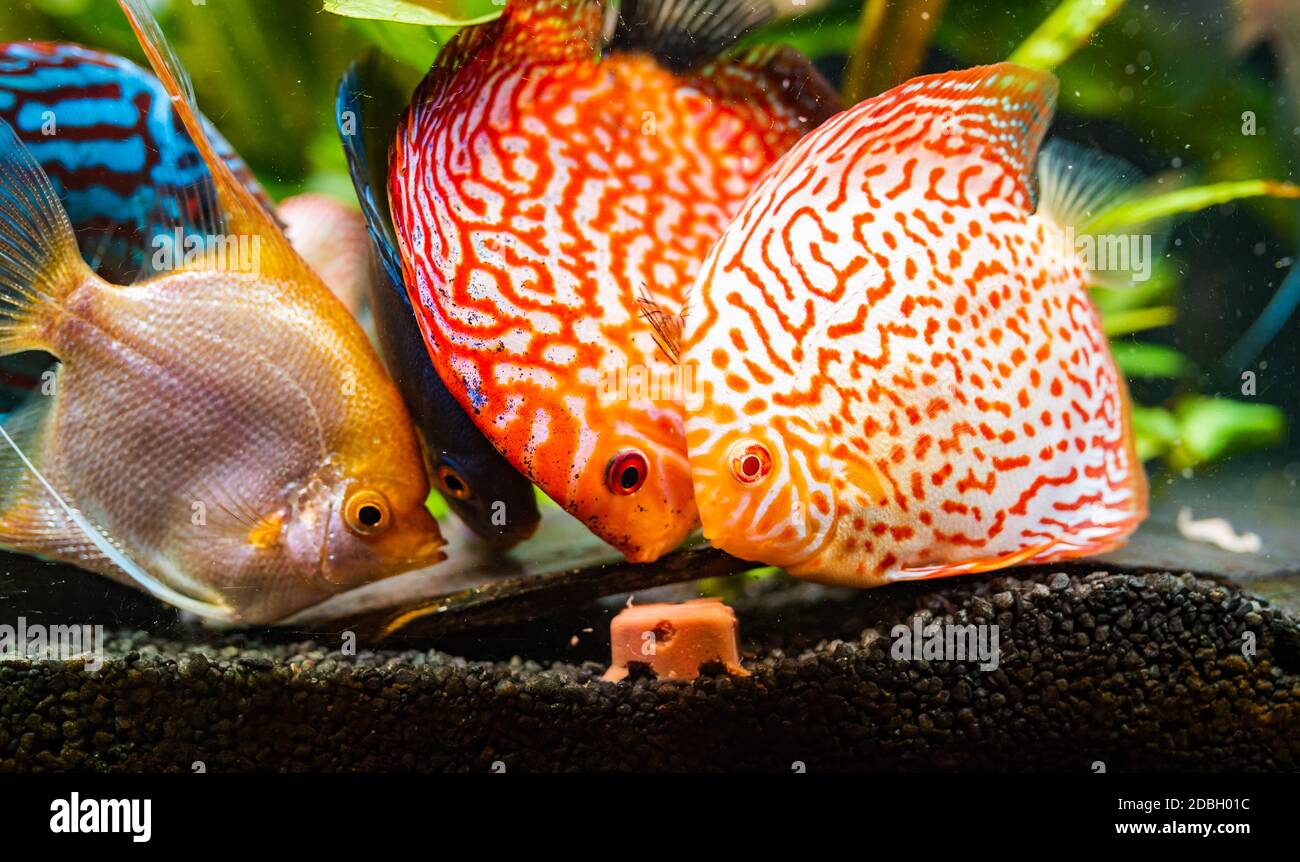 Blue stripe angelfish hi-res stock photography and images - Alamy