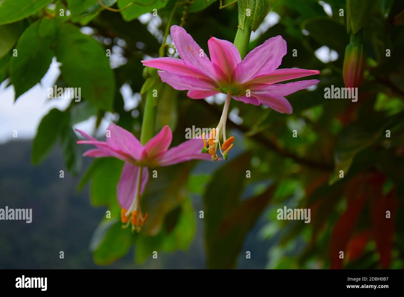 The pink flowers of Passiflora tarminiana, growing wild at Madeira ...