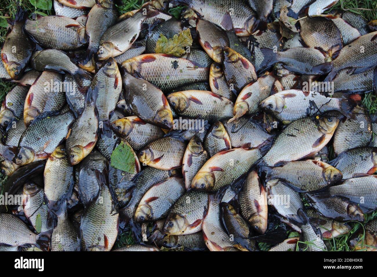 Pile of caught crucians on green grass. Successful fishing. Heap of ...
