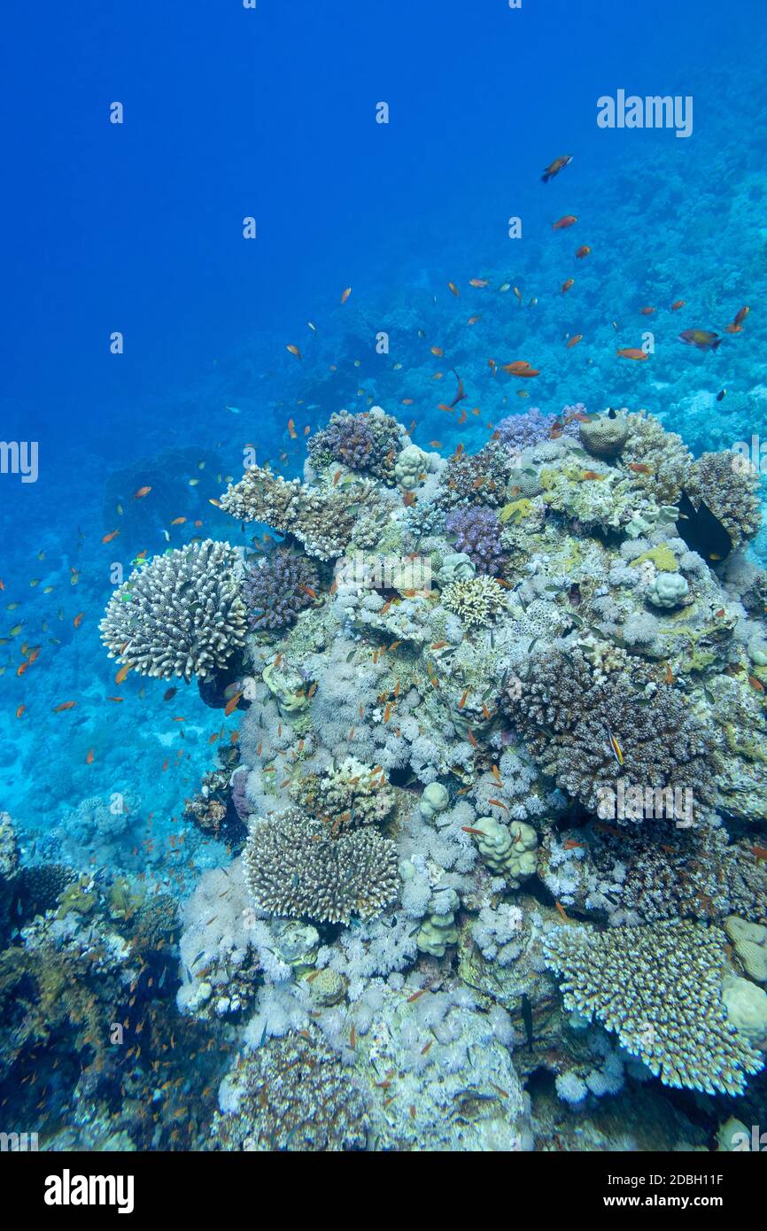 Colorful coral reef at the bottom of tropical sea, hard corals and ...