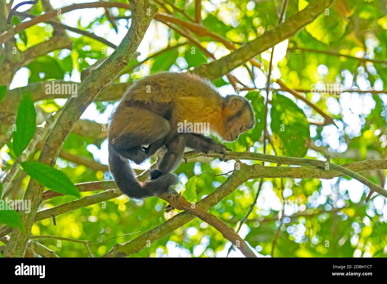 A Young Tufted Capuchin Monkey in the Trees in the Amazon in Brazil ...