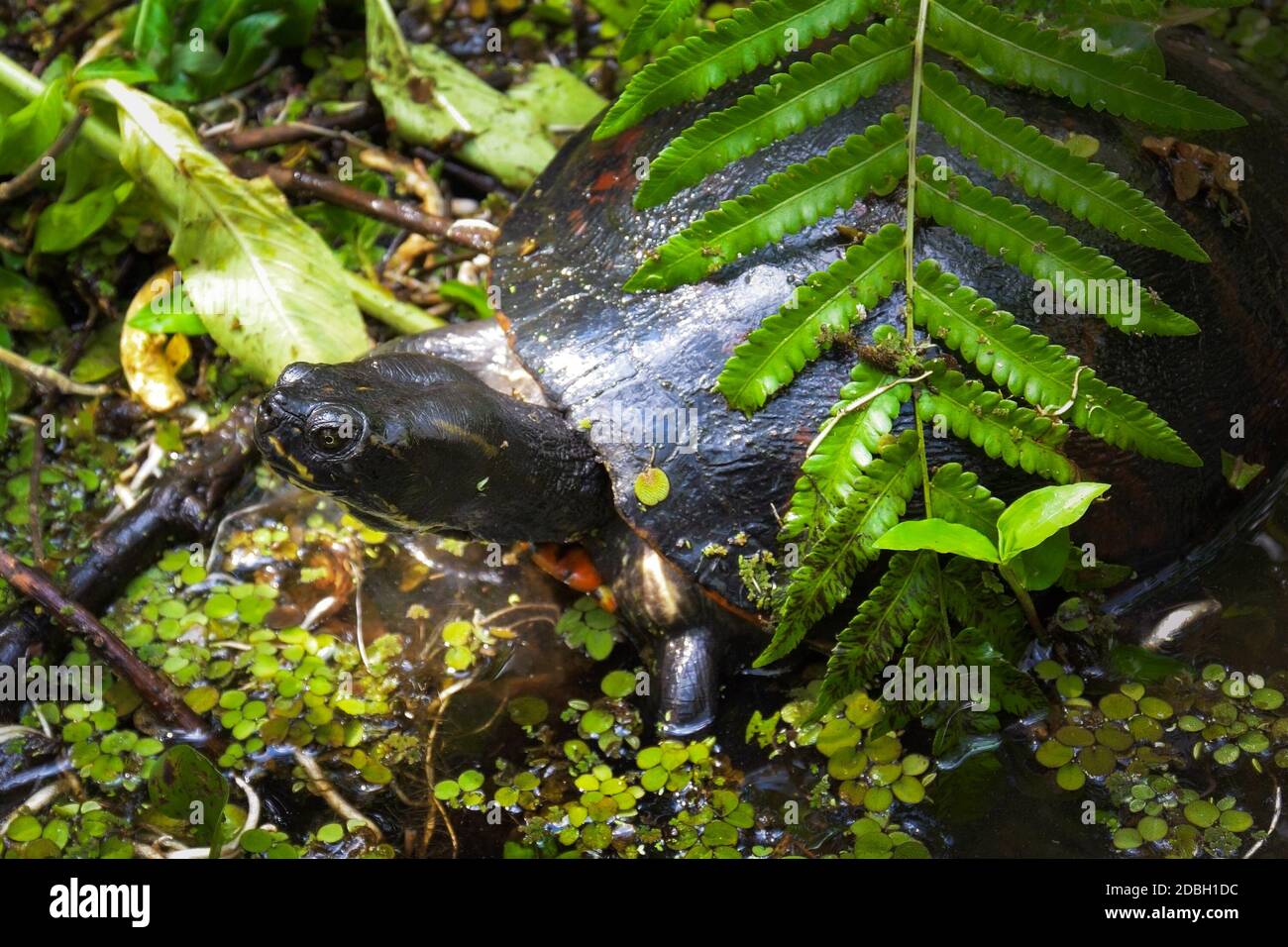 Freshwater turtle in a natural habitat. Eastern River Cooter Turtle ...
