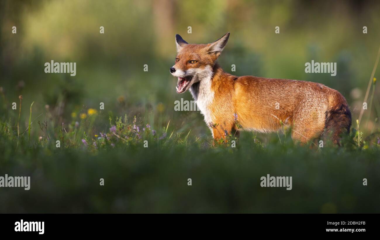 Happy red fox, vulpes vulpes, standing on a green meadow in summer at ...