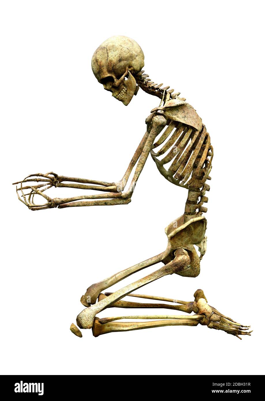 3D rendering of a human skeleton isolated on white background Stock ...