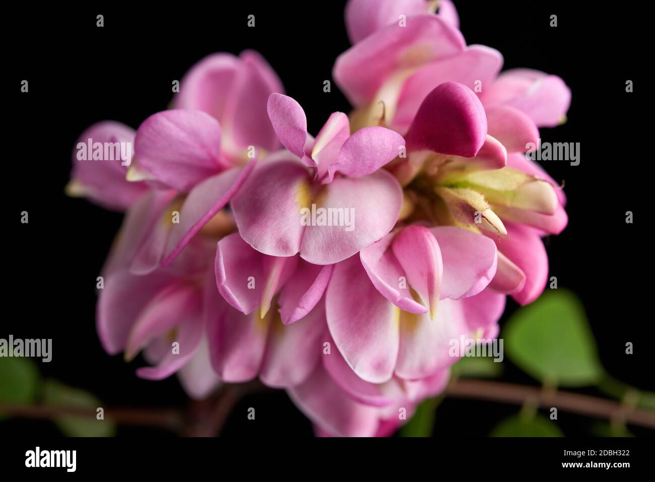 flowering branch Robinia neomexicana with pink inflorescence isolated ...