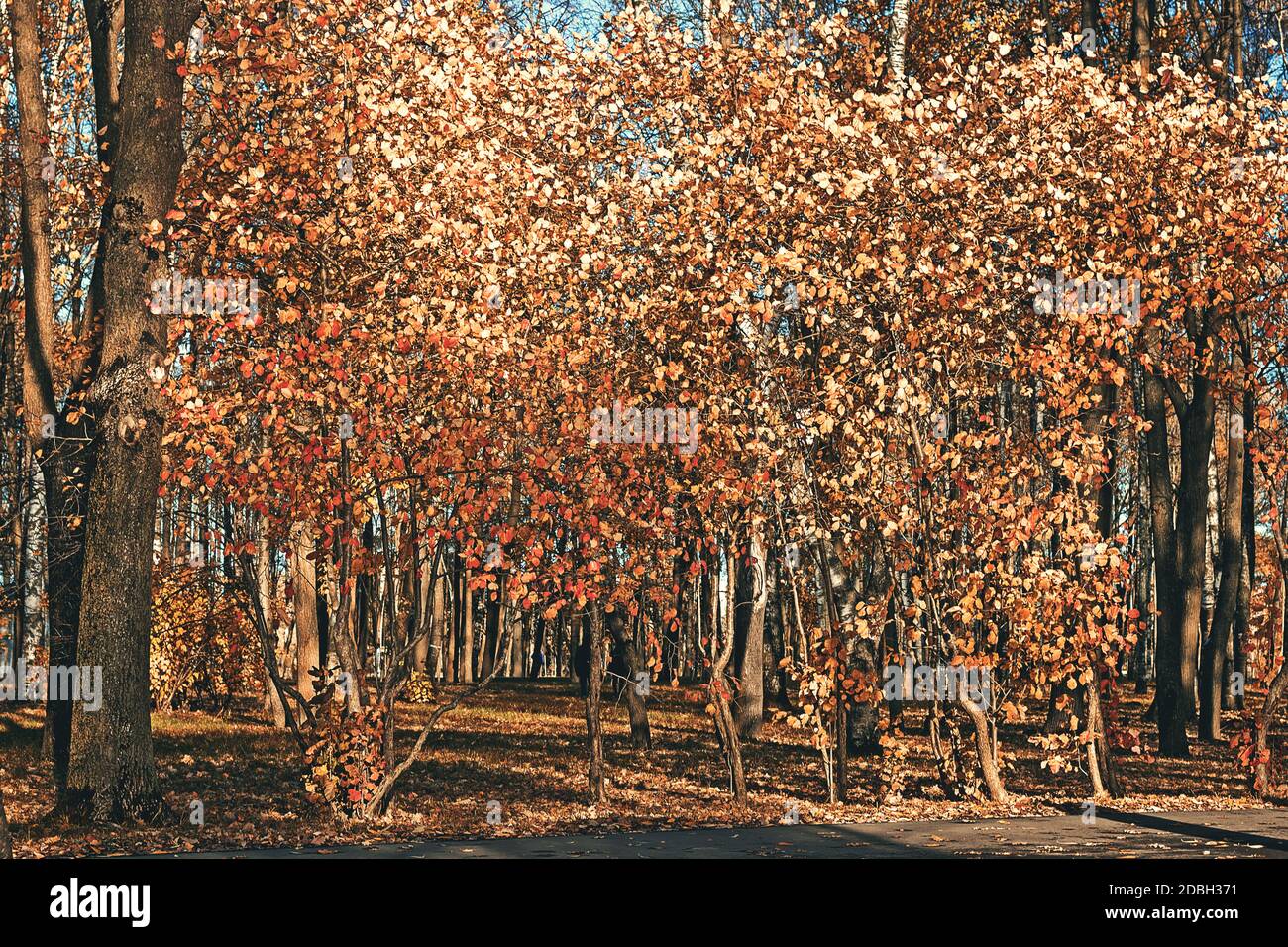 View of the autumn Park. Colorful yellow and red trees Stock Photo - Alamy