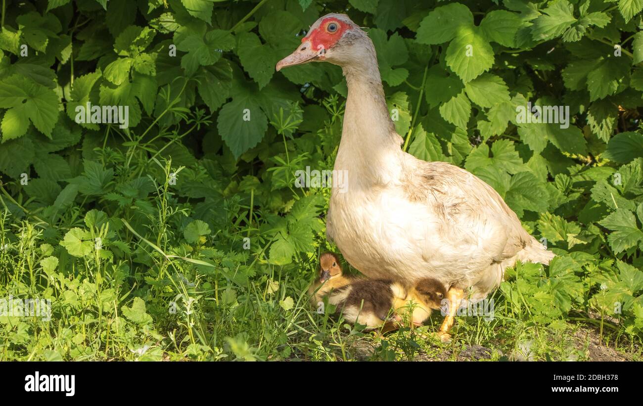 White duck with yellow ducklings on the grass. Mother duck with her ...