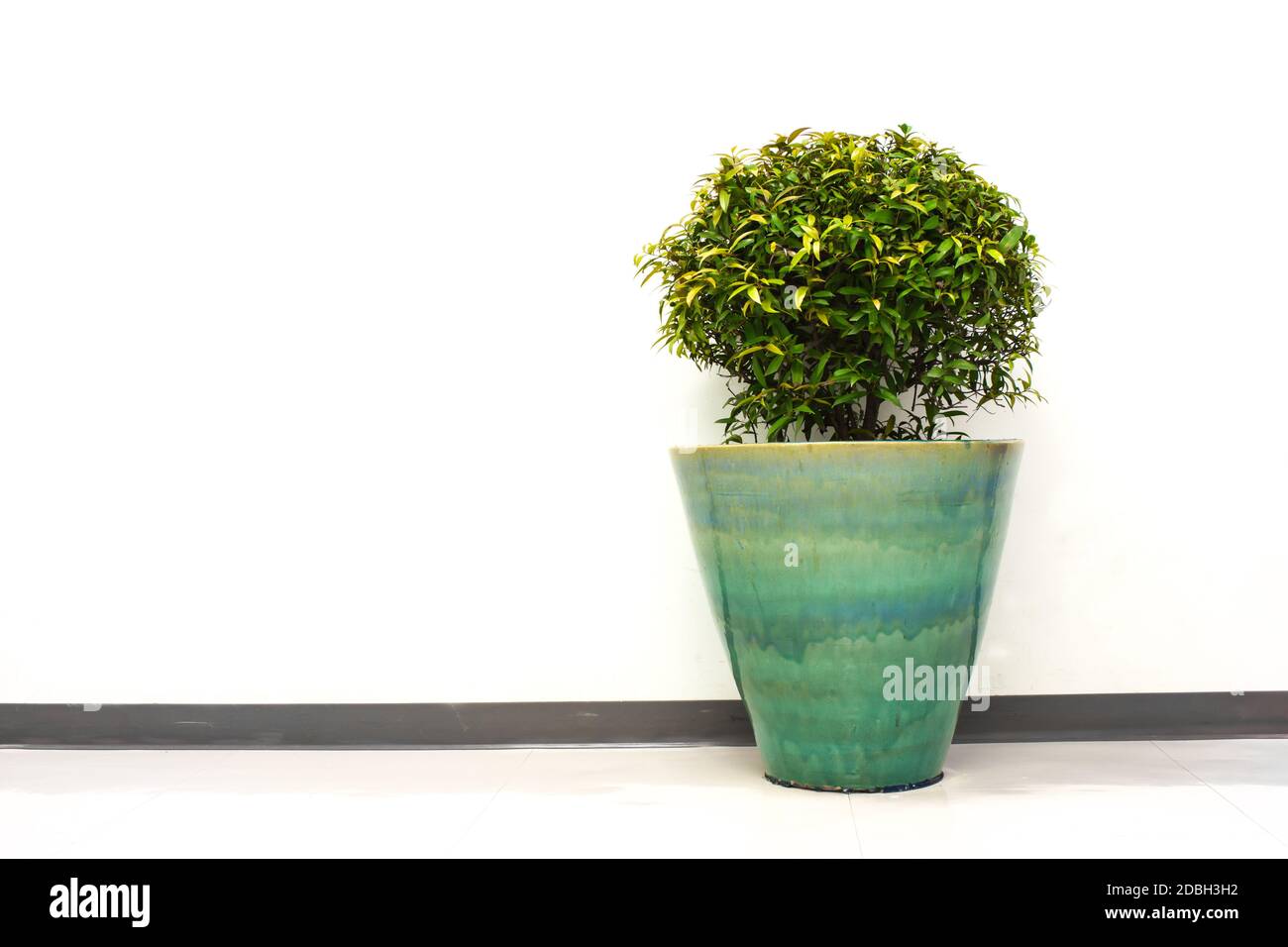 plant decoration in office building Stock Photo - Alamy