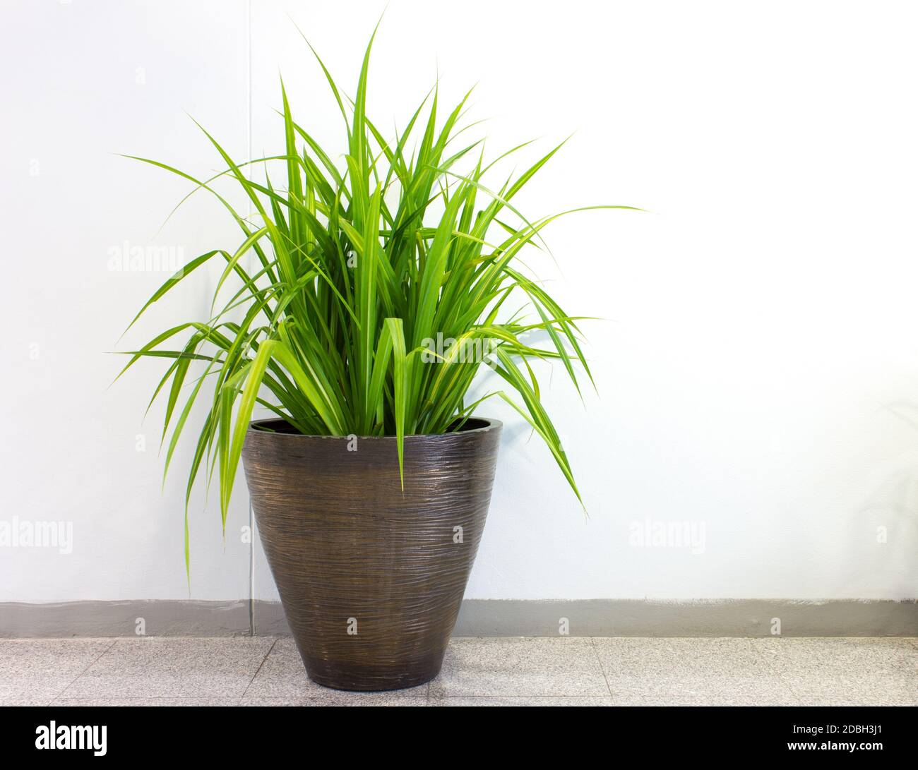 plant decoration in office building Stock Photo - Alamy