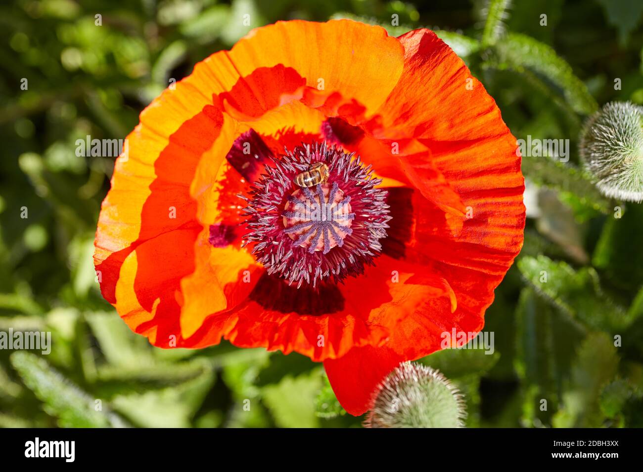 Spring red poppy hi-res stock photography and images - Alamy