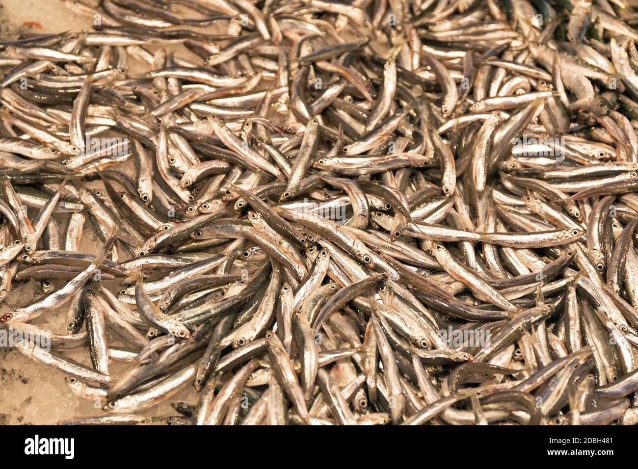Big Bunch of Anchovy at Fish Market Stock Photo - Alamy