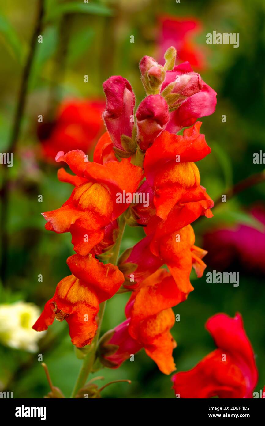 In a snapdragon flower hi-res stock photography and images - Alamy