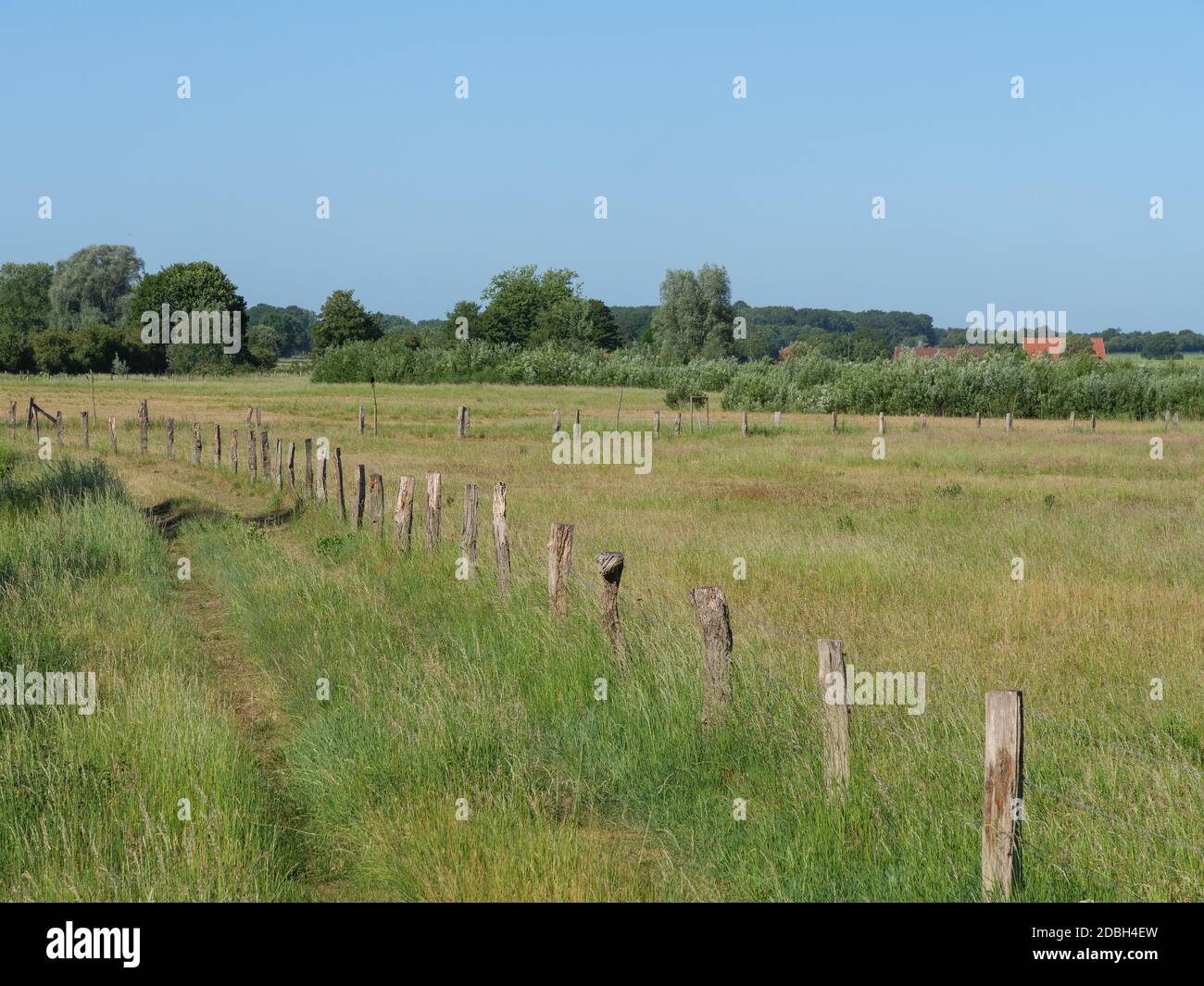 Germany cows hi-res stock photography and images - Alamy